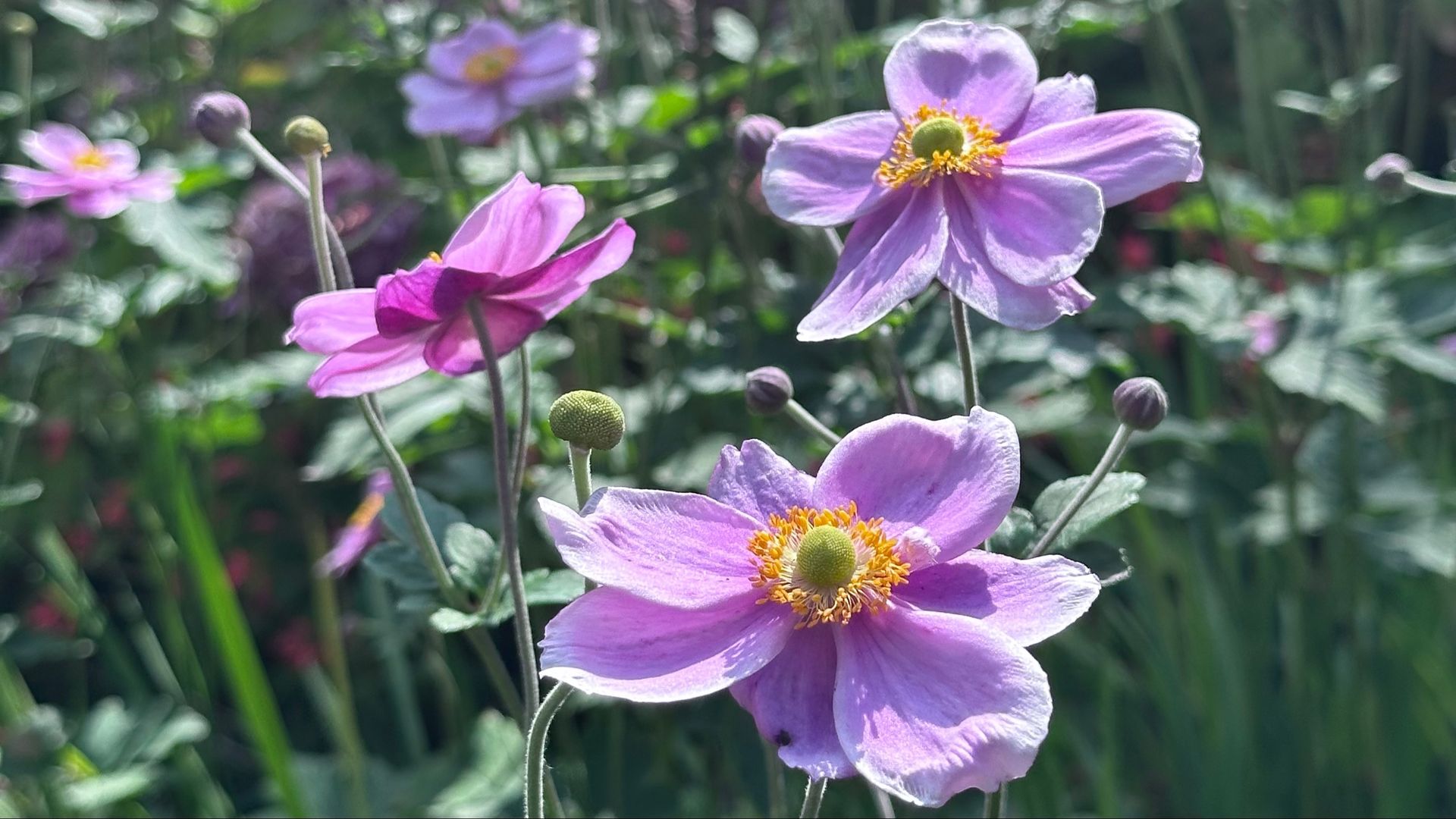 In memory of Jean Clunas, 10th February 1936 - 13th October 2025 ...